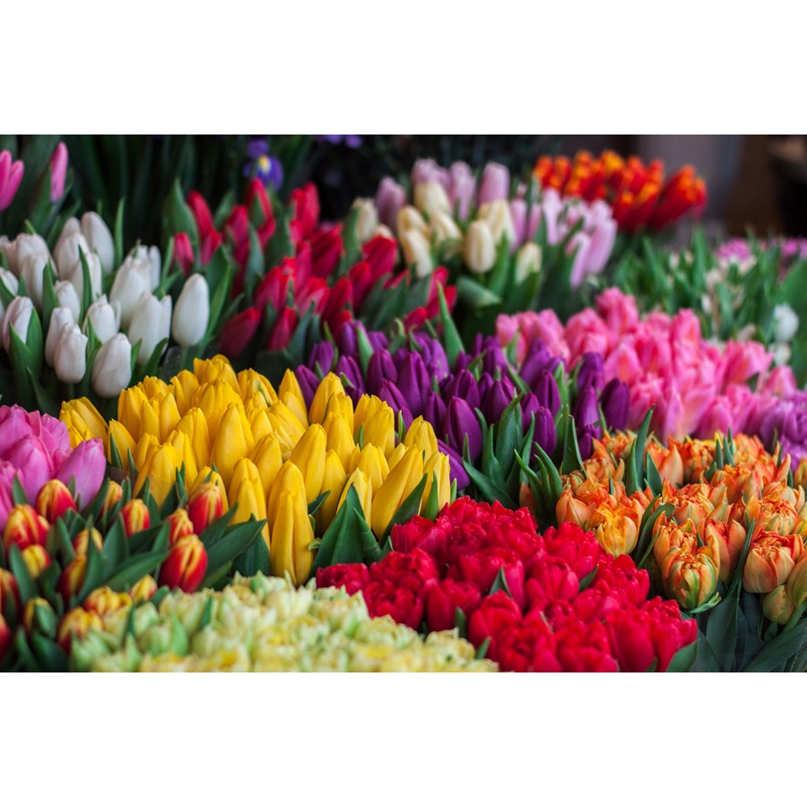 Top Five May Thematic Units for Lower Elementary Students - The ...