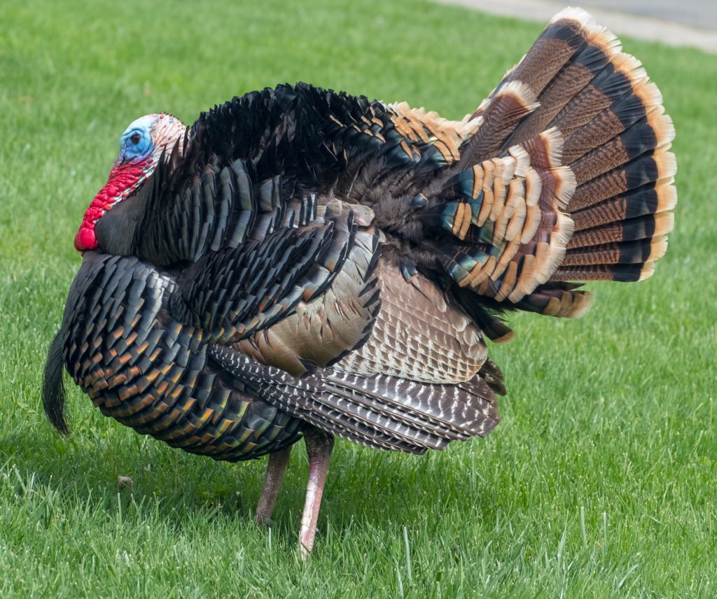 Cross-Curricular Turkey Thematic Unit Ideas - The Teaching Scene