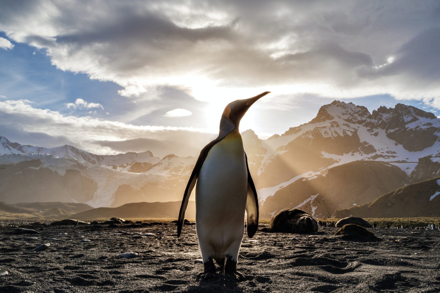 Cross-Curricular Penguins Thematic Unit Ideas - The Teaching Scene