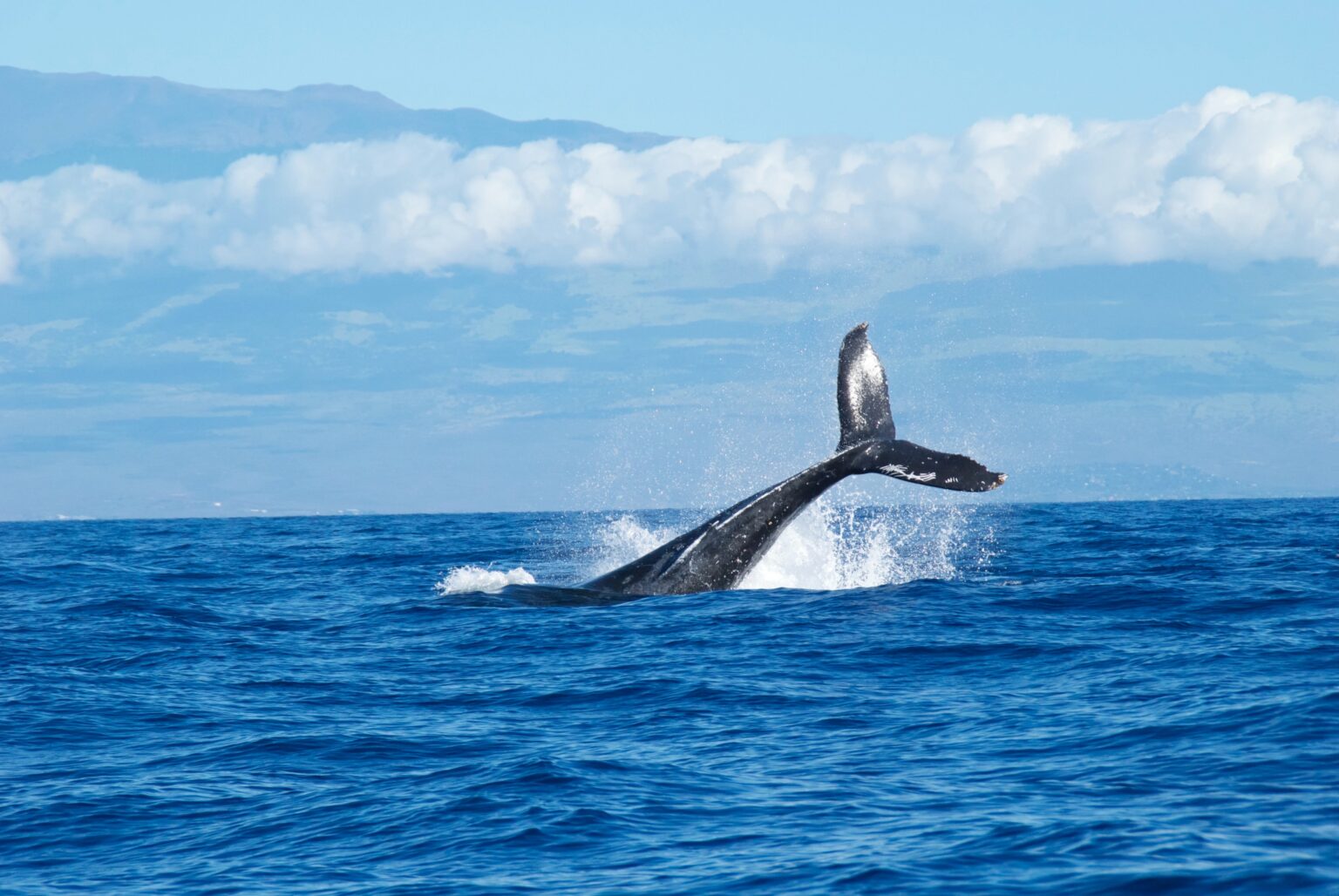 Cross-Curricular Whales Thematic Unit Ideas - The Teaching Scene