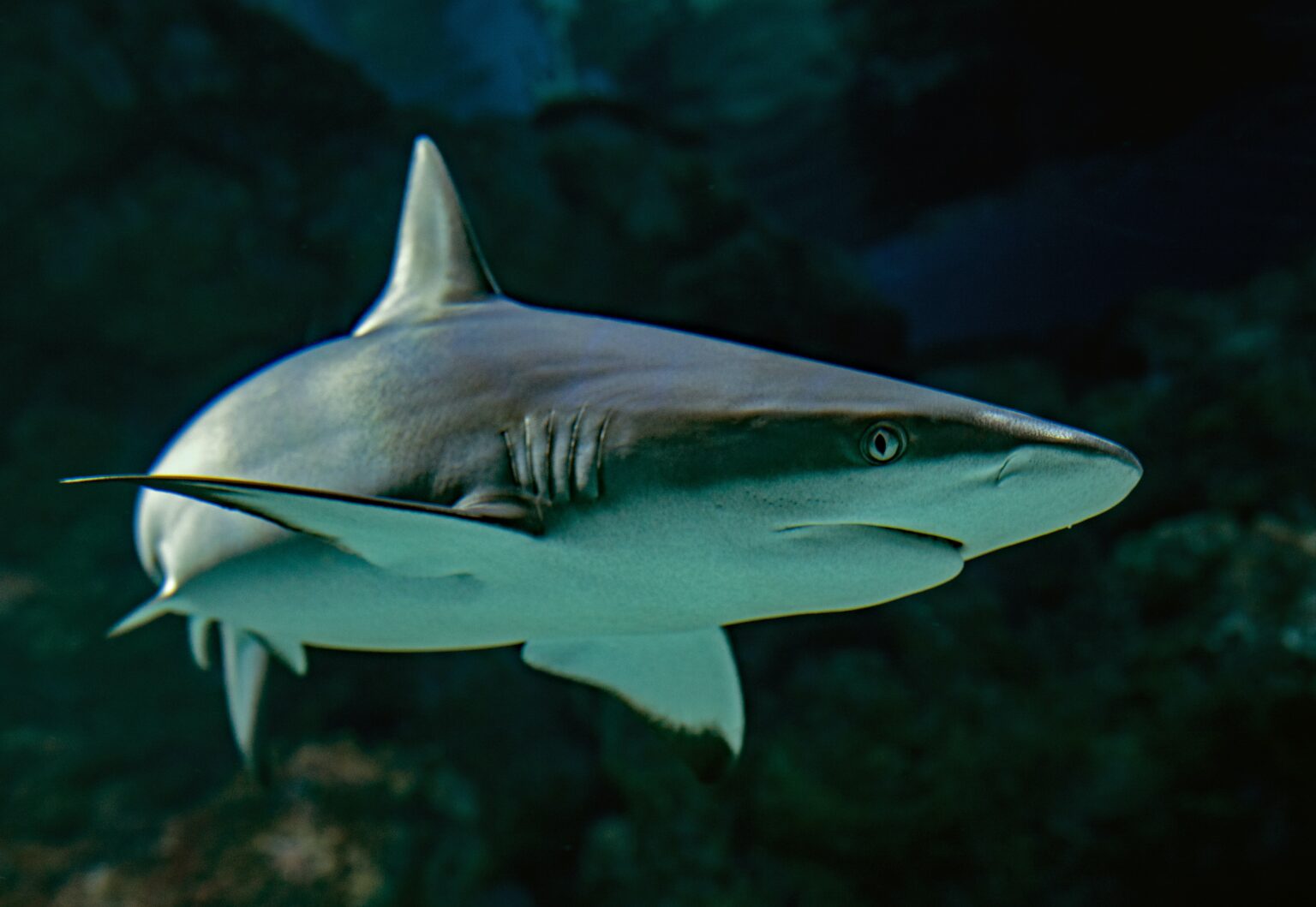 Sharks Children's Books With Literacy Extension Ideas