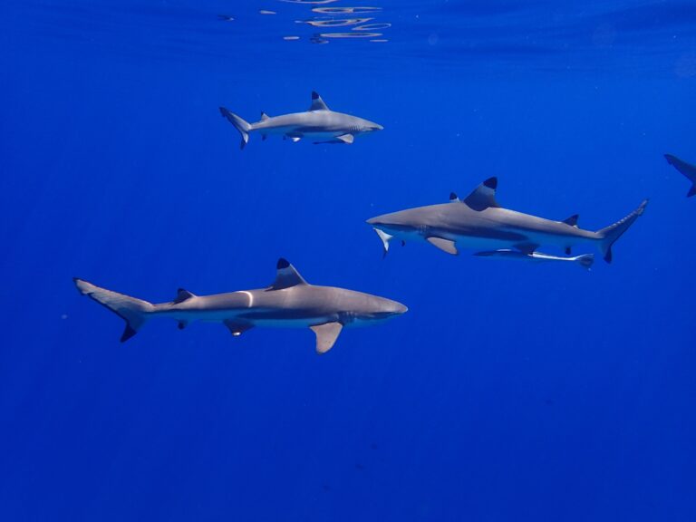 Cross-Curricular Sharks Thematic Unit Ideas - The Teaching Scene